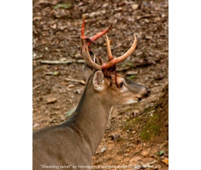 Ask A Naturalist Is It Normal For A Deer To Have Blood On Its Antlers 